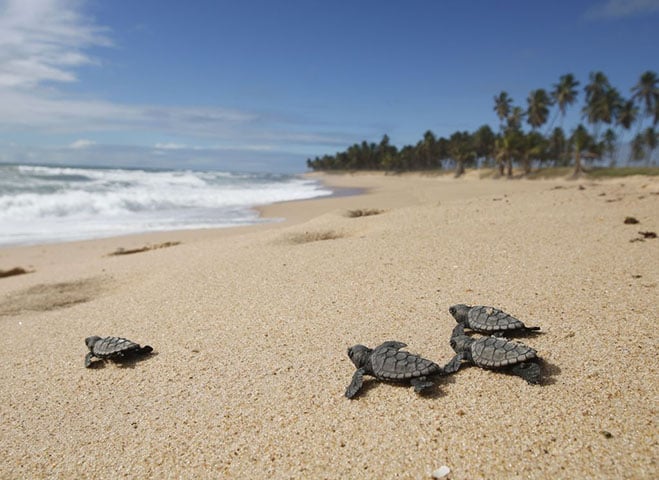 Conheça alguns dos animais mais lentos do mundo