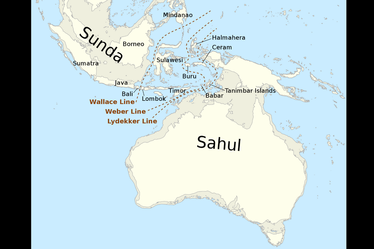 Lost continent 'unlike anything found today' discovered off the coast ... Lost continent 'unlike anything found today' discovered off the coast ...