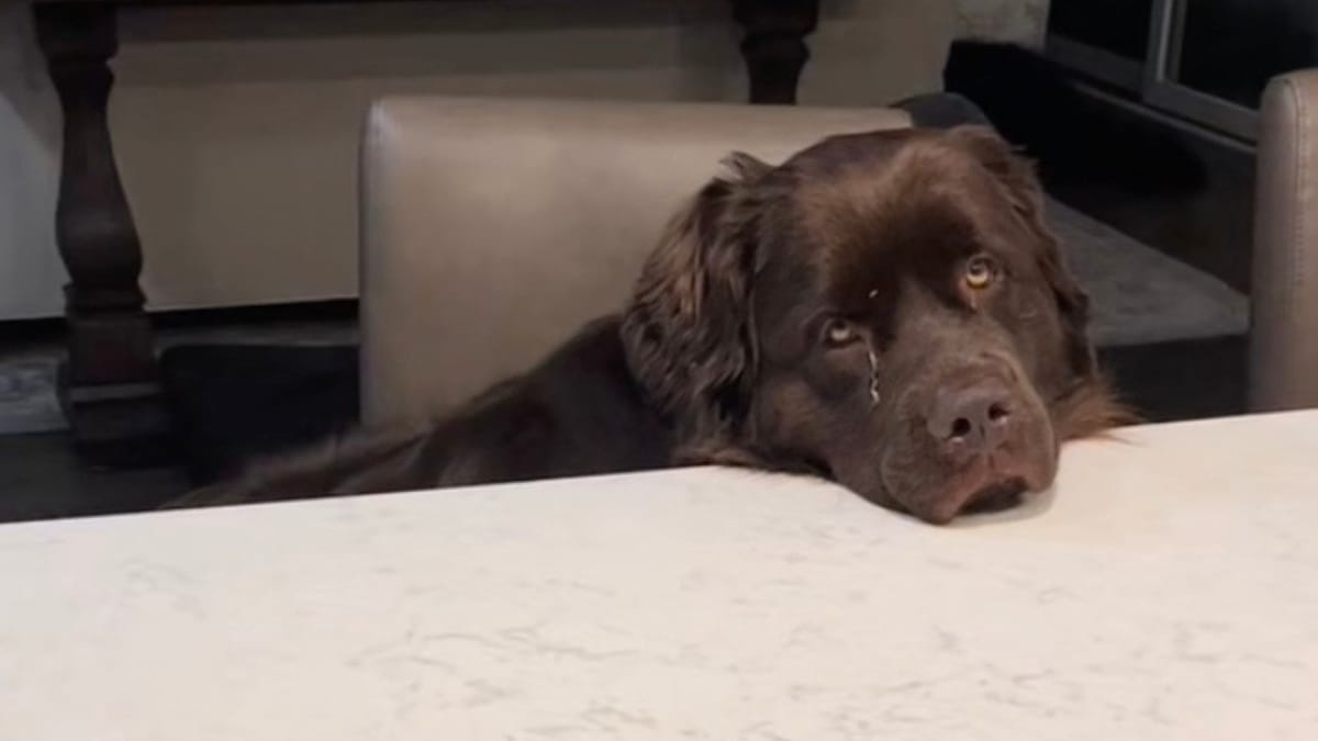 She shows Newfoundland's morning routine: 1.4M people howl with ...