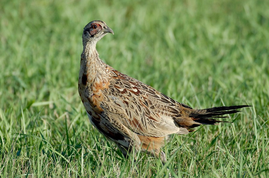 Over 8,000 pheasants to be released in Pennsylvania