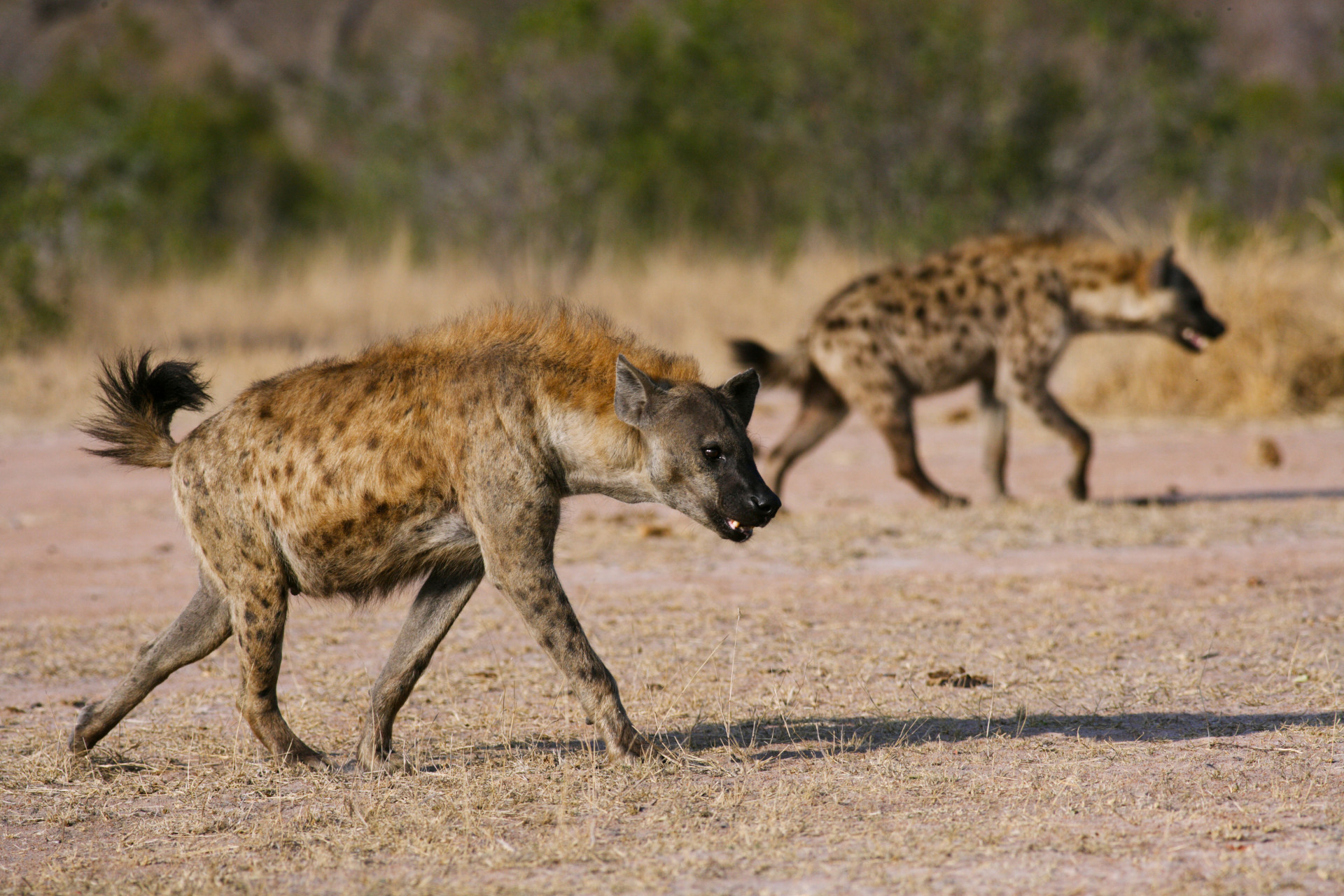 Slik overlever du et dyreangrep
