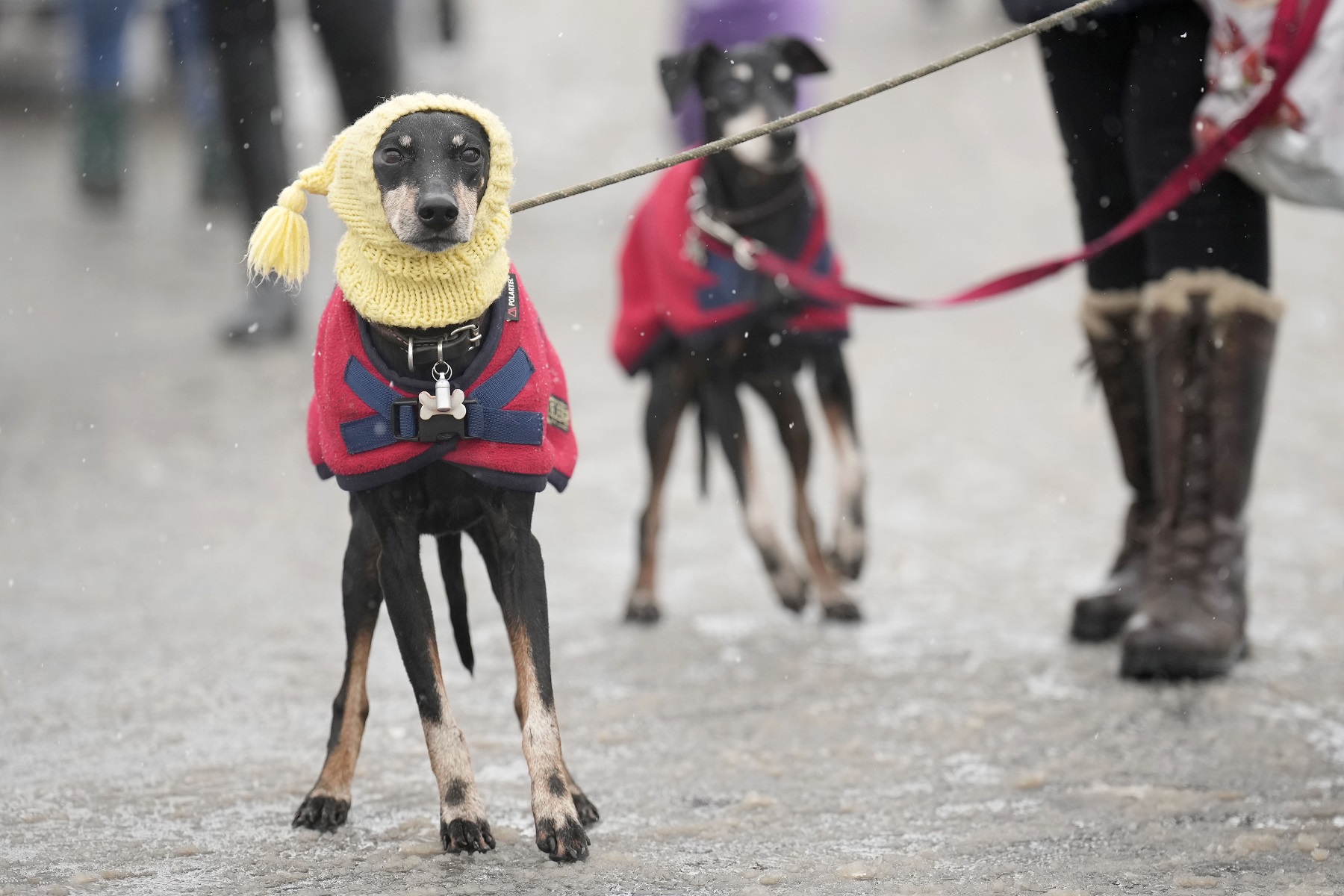 When is it too cold to walk your dog? The exact temperatures according ...