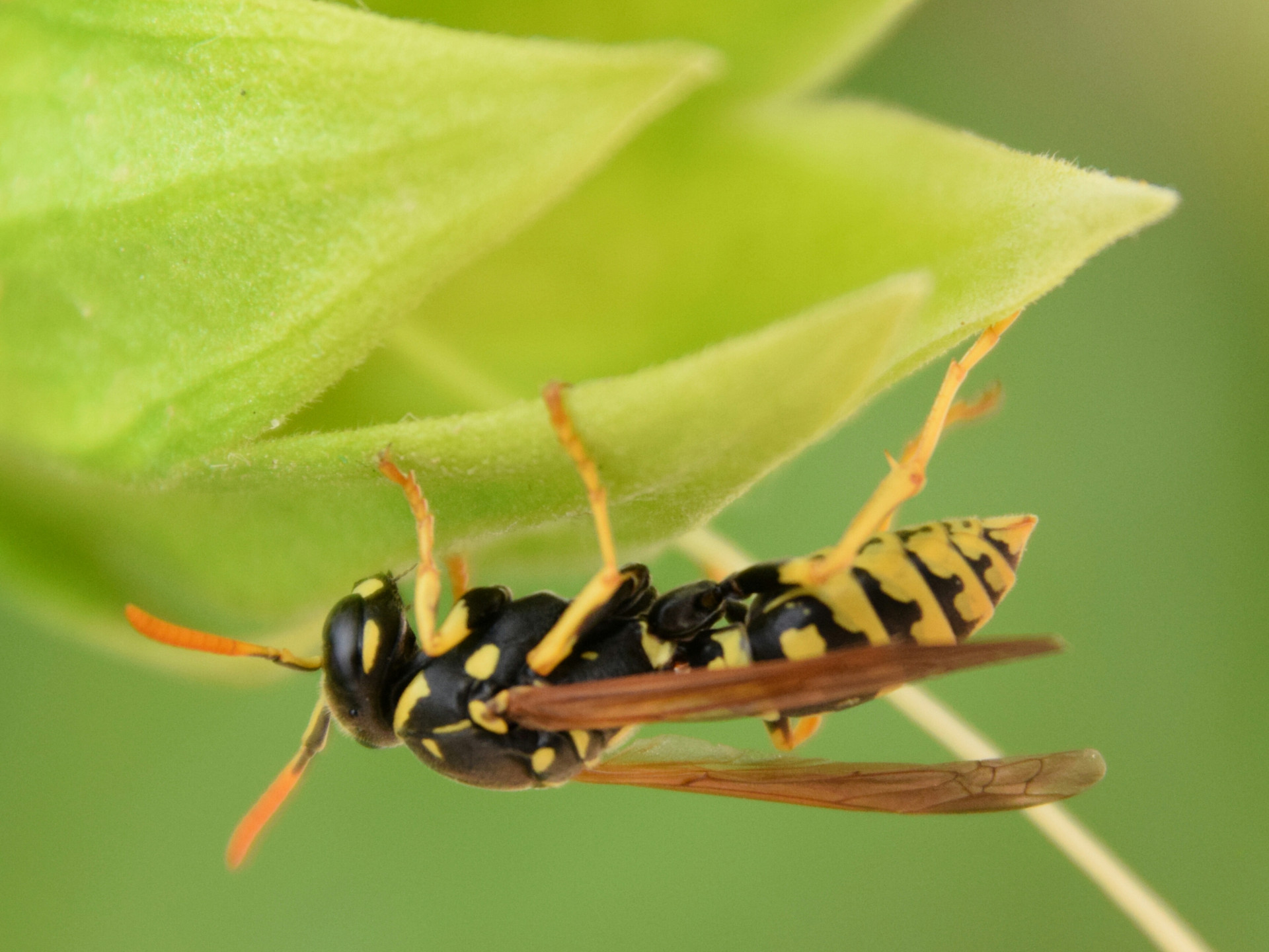 The worst animal bites and stings a human can experience
