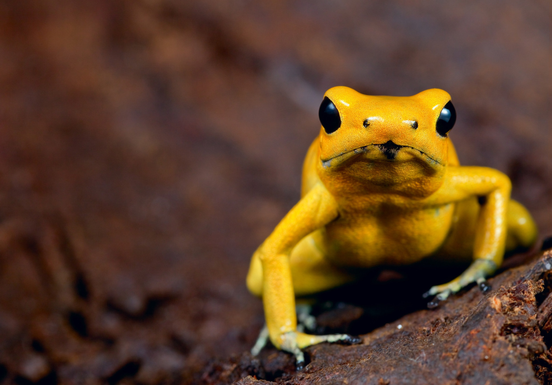 The most painful animal bites and stings for humans
