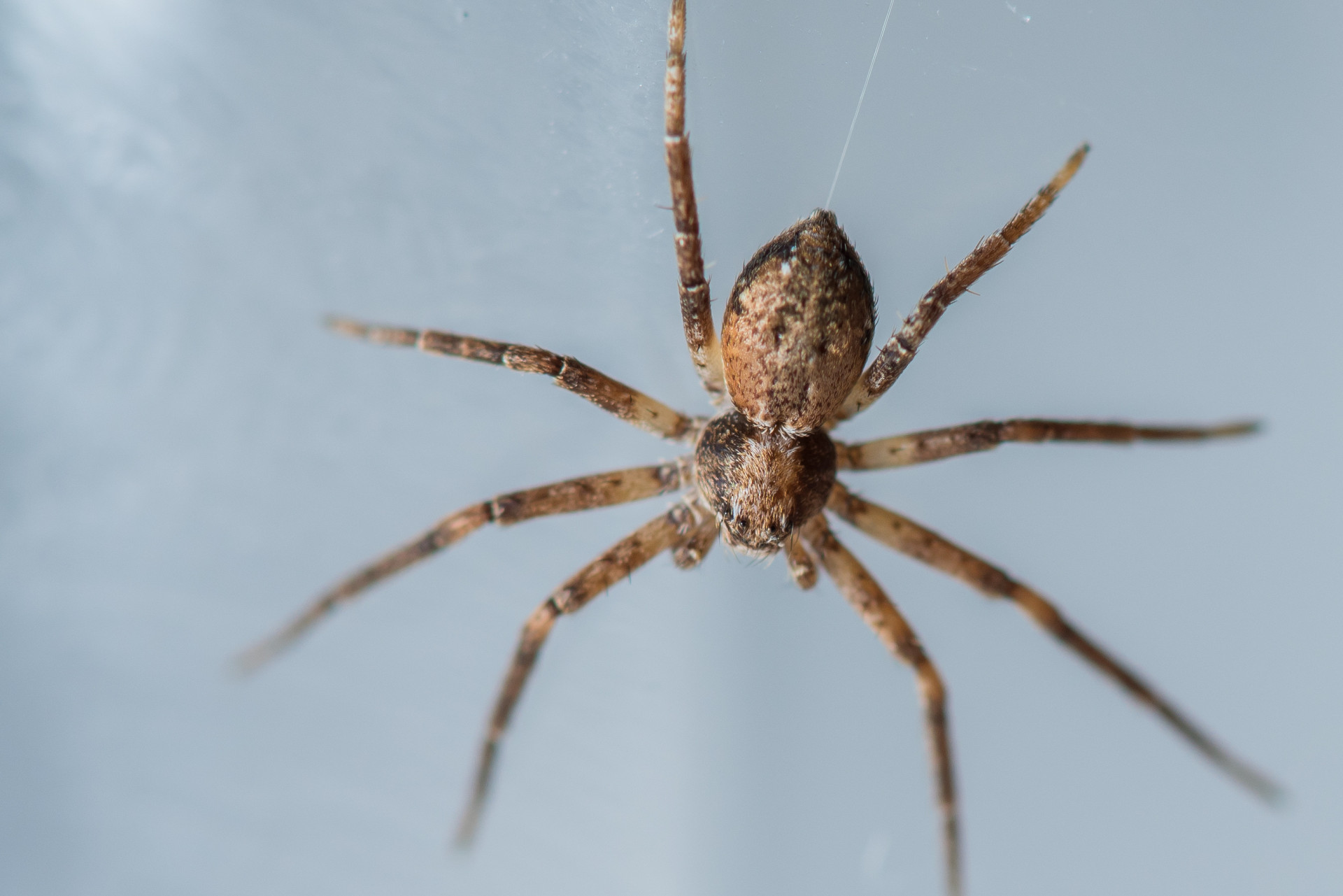 The worst animal bites and stings a human can experience