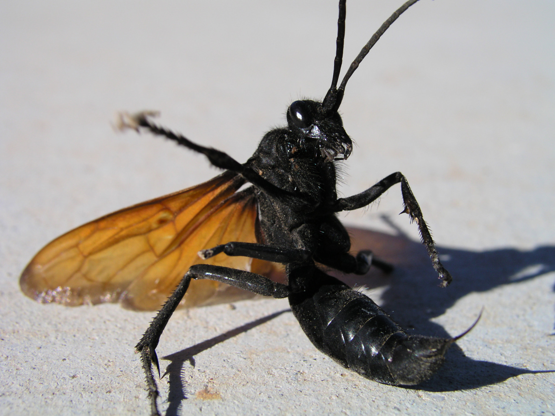 The worst animal bites and stings a human can experience