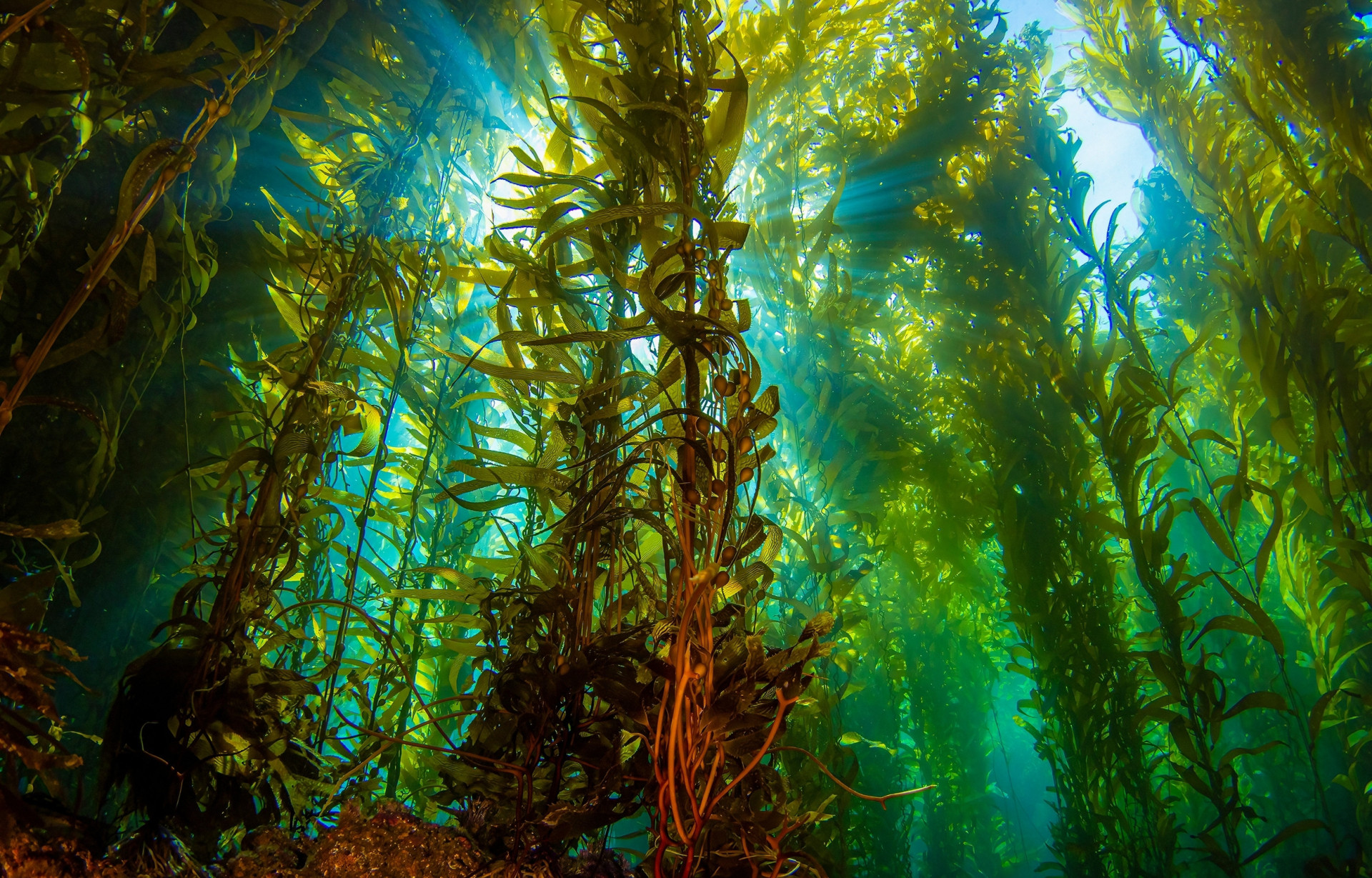 What makes seaweed a superfood?