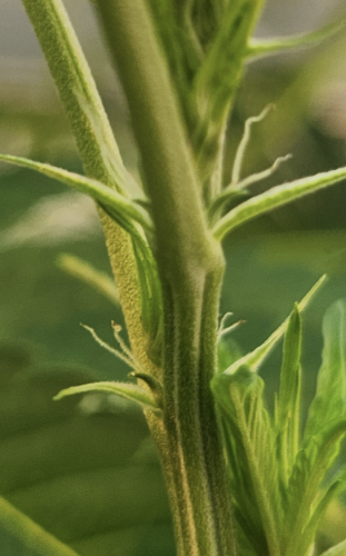 Marihuana Hembra y Macho: ¿Cuál Es la Diferencia?
