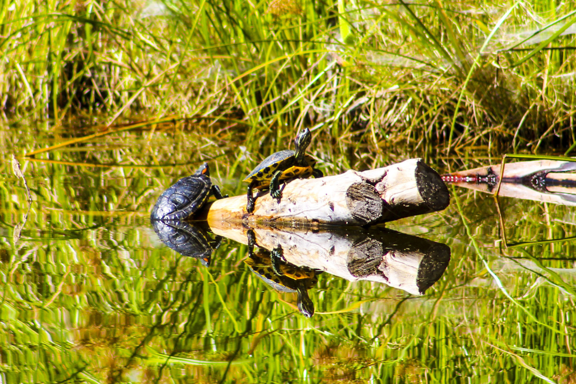 Why Do Hummingbirds Fly Backwards When No Other Birds Can?