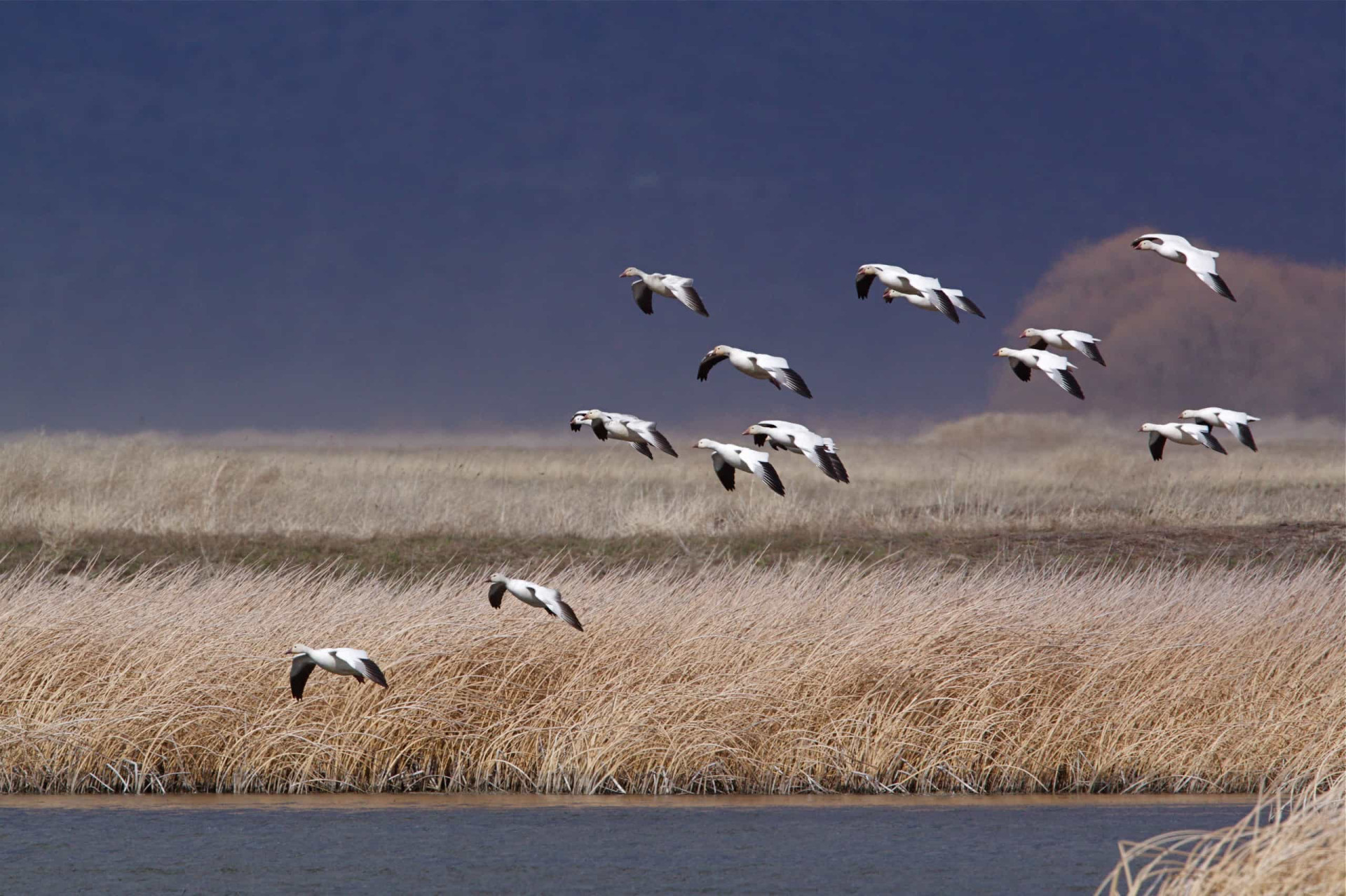 Famous people who died of cancer