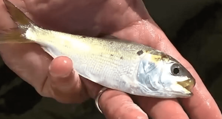 Virginia lawmakers will once again debate controversial fish study funding Virginia lawmakers will once again debate controversial fish study funding