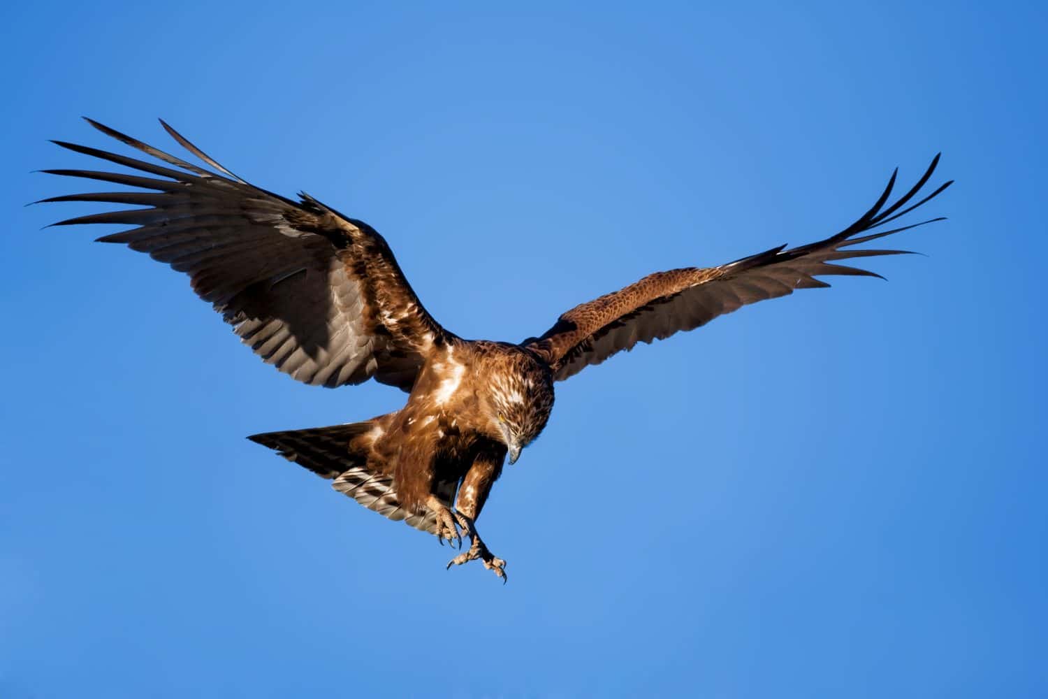 The Most Dangerous Birds in North American Skies