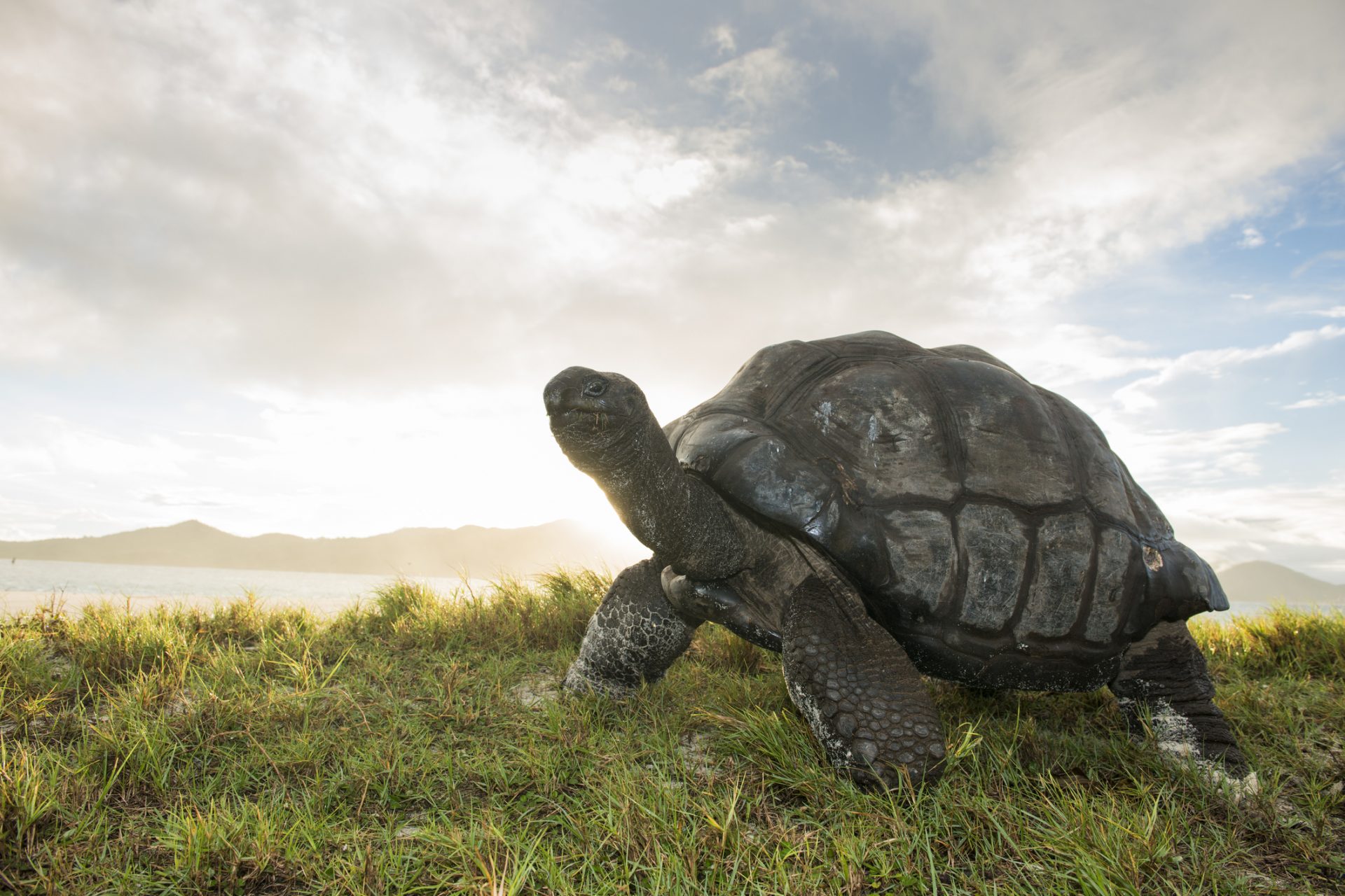 Inside the life of Jonathan, the world’s oldest living land animal