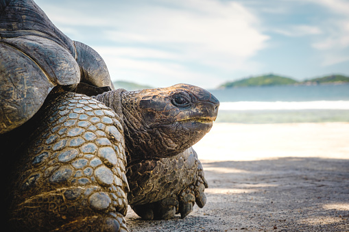 Meet the world's oldest living land animal: Jonathan the tortoise