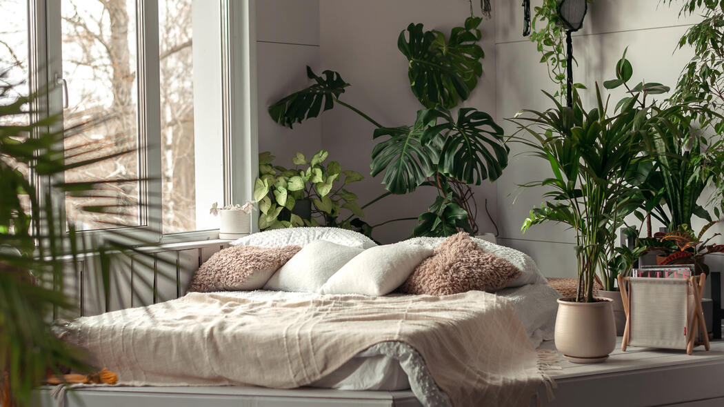 Welche Pflanze Schlafzimmer