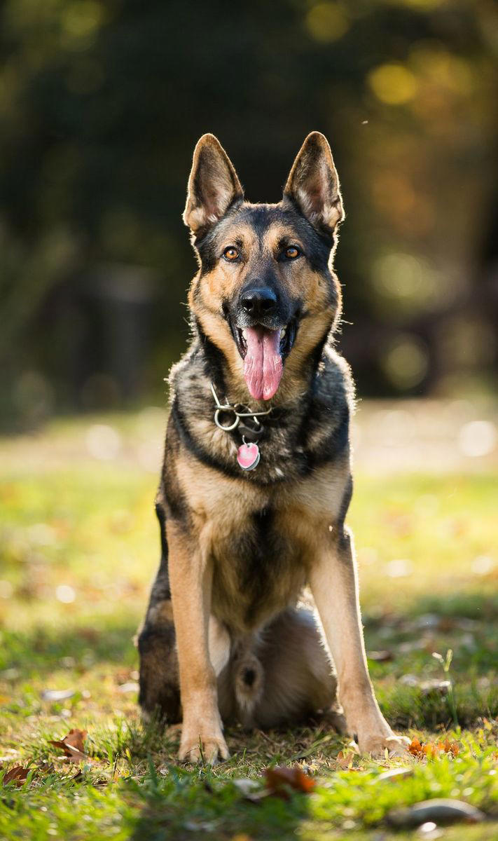 These loyal dog breeds will always stand by your side
