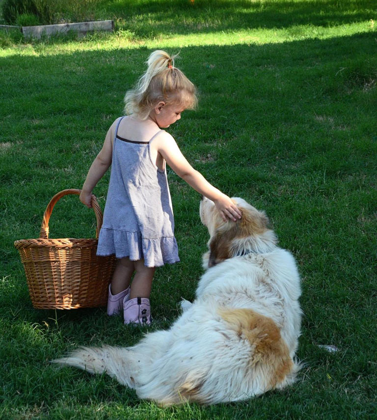 These loyal dog breeds will always stand by your side