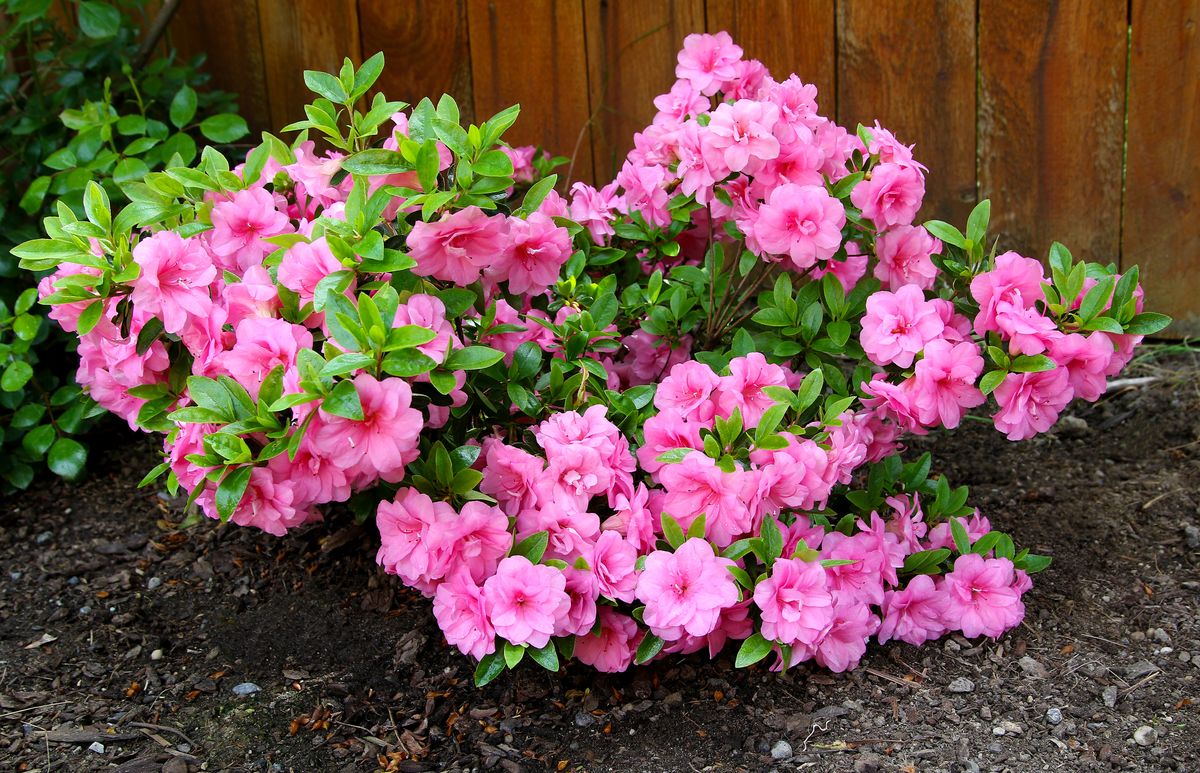 Choose the Right Evergreen Shrubs for Your Yard