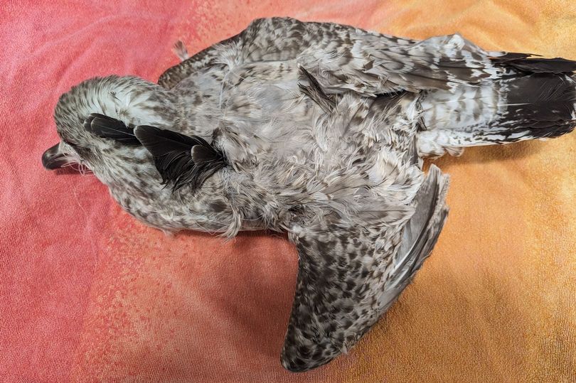 RSPCA issues warning after gull put to sleep having been caught in ...