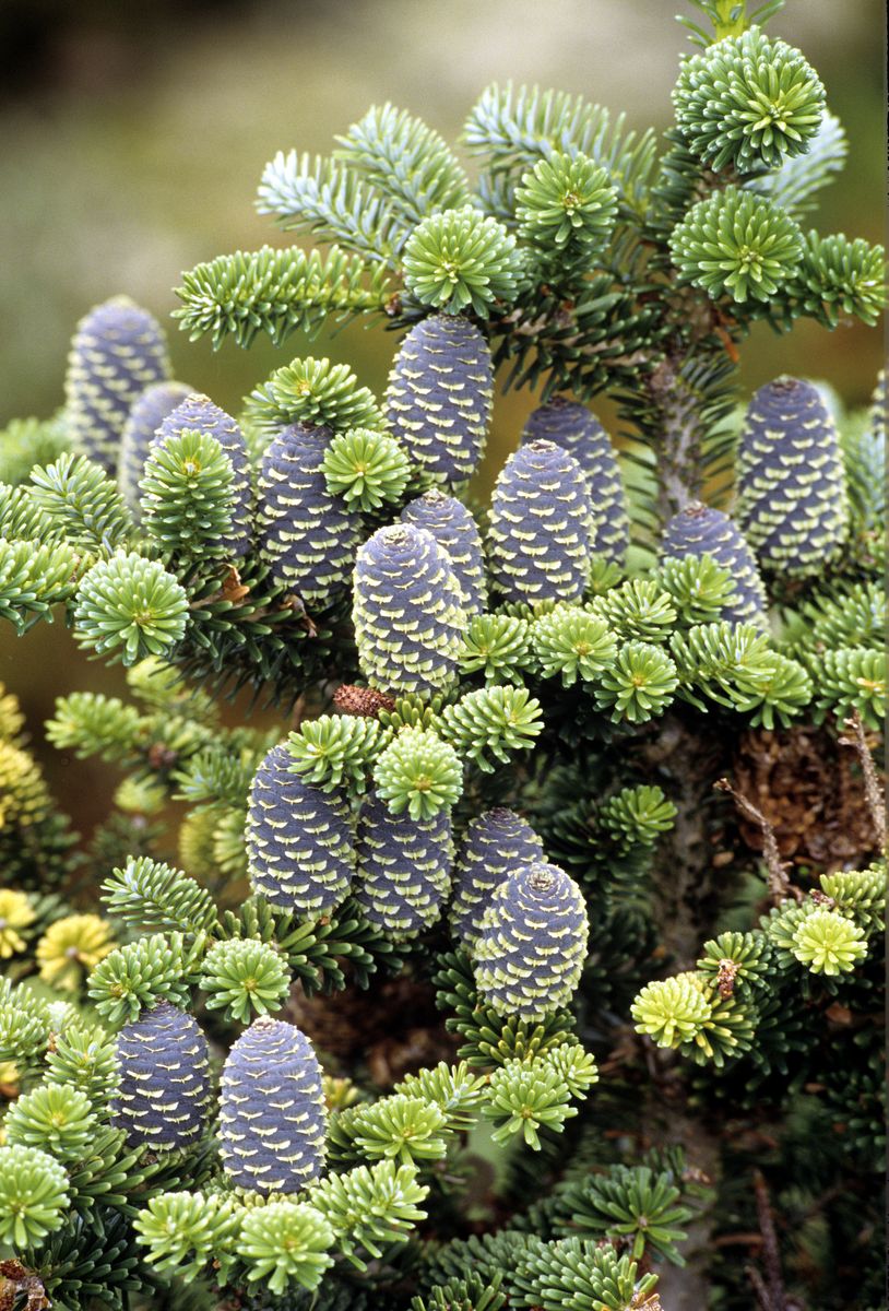 No Home Is Complete Without Evergreen Shrubs for Year-Round Beauty