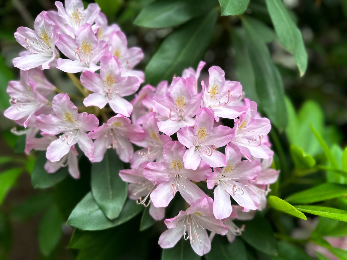 Choose the Right Evergreen Shrubs for Your Yard