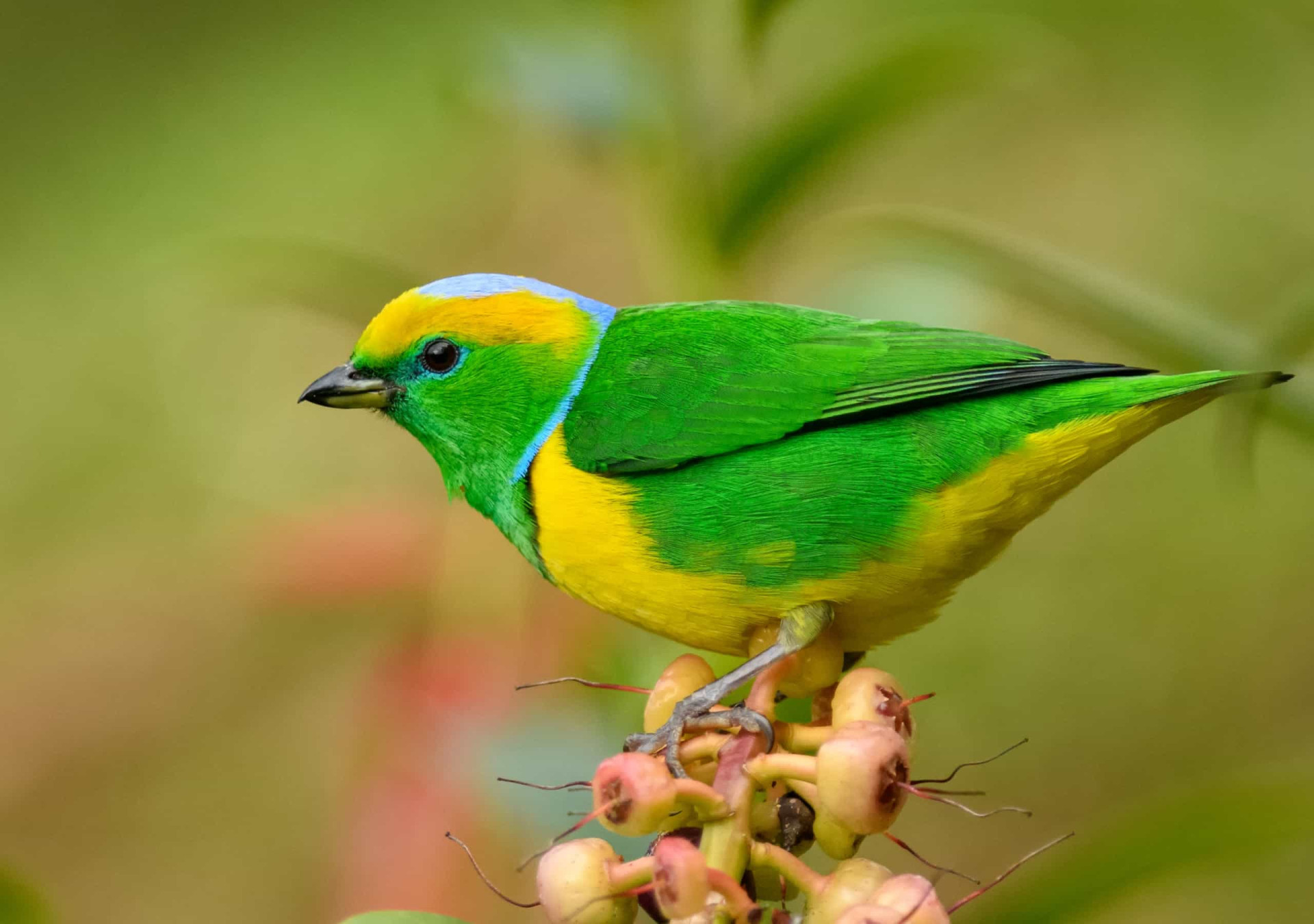 Birds with bold and brilliant eyebrows
