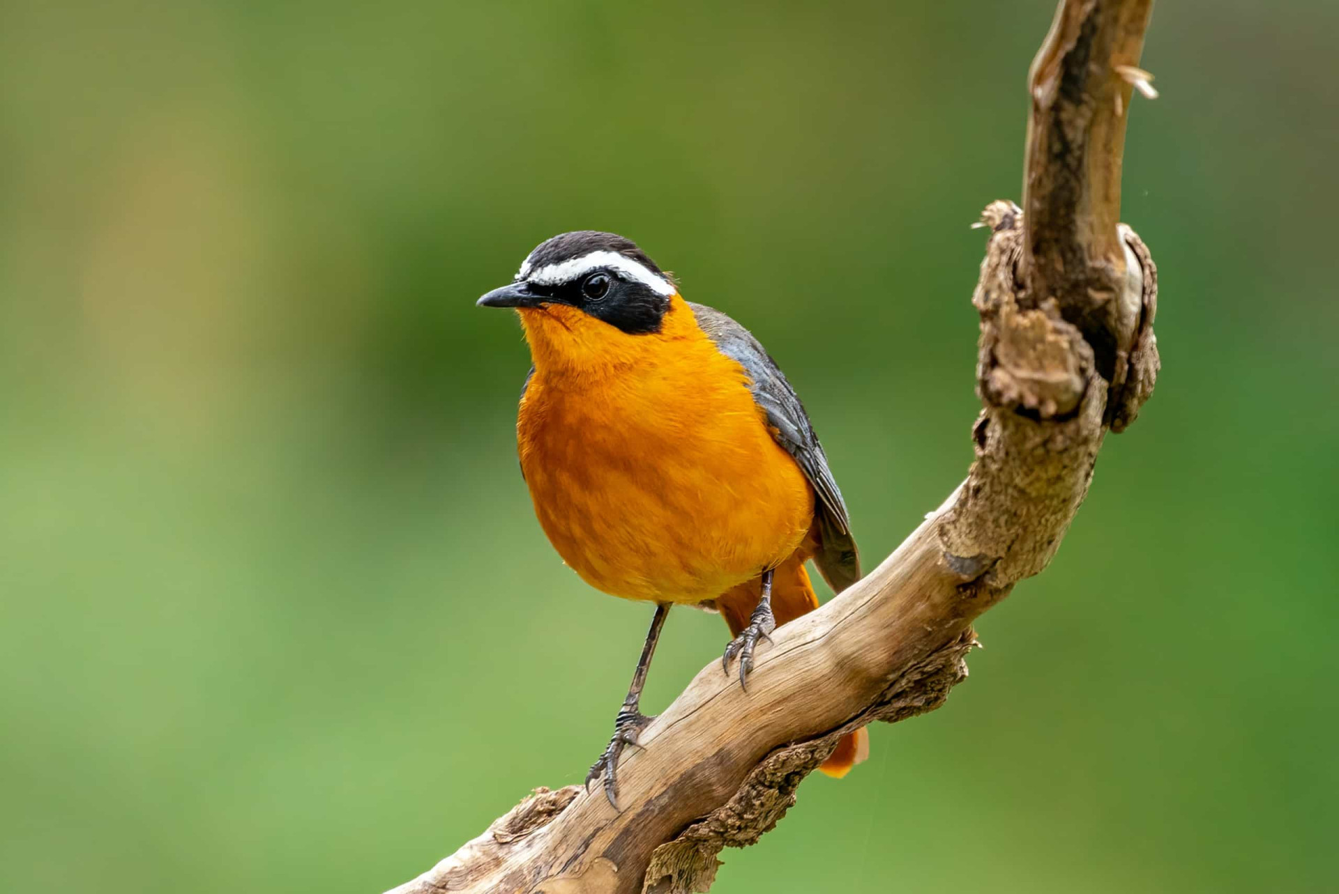 Birds with bold and brilliant eyebrows
