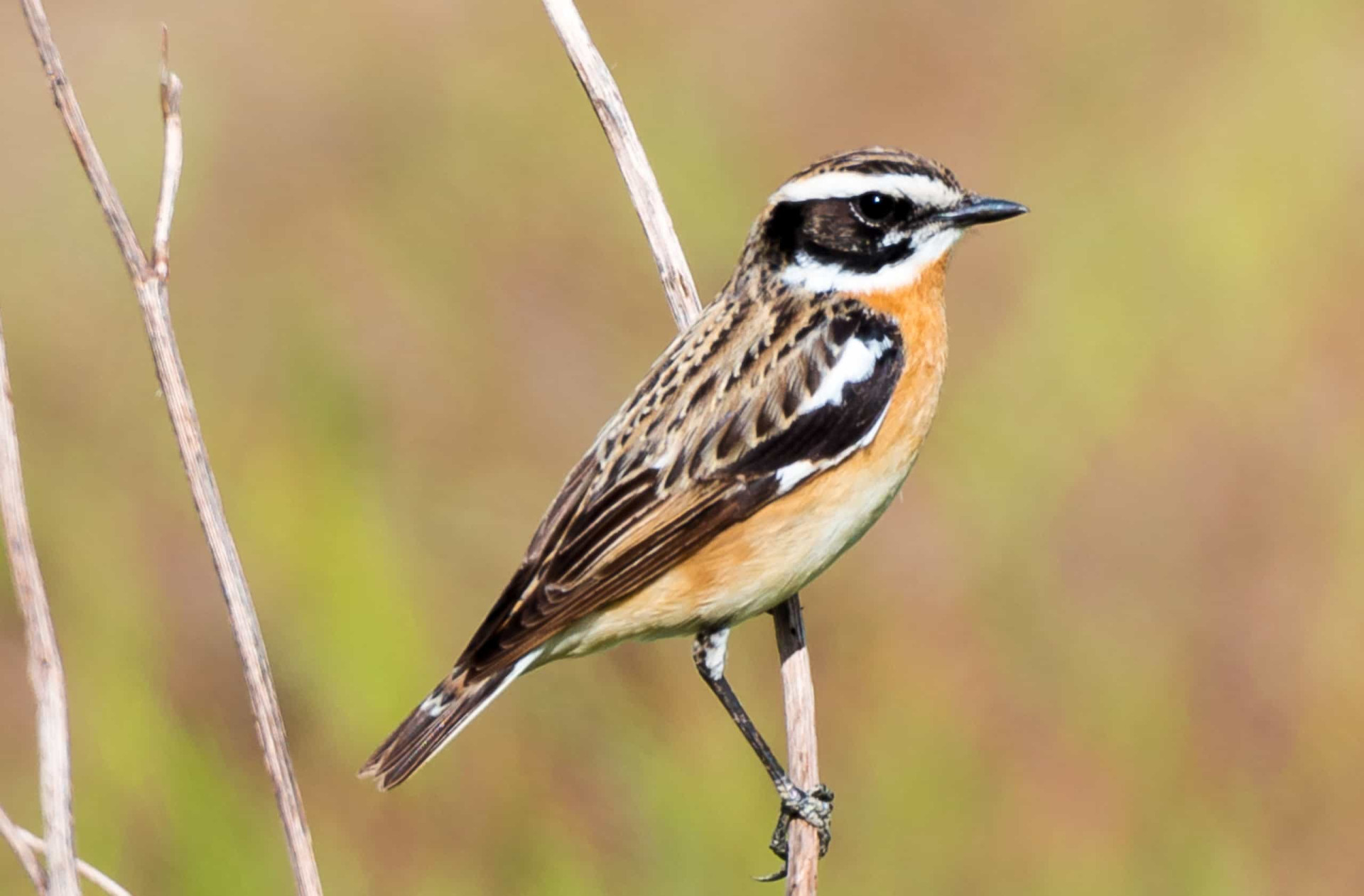 Birds with bold and brilliant eyebrows
