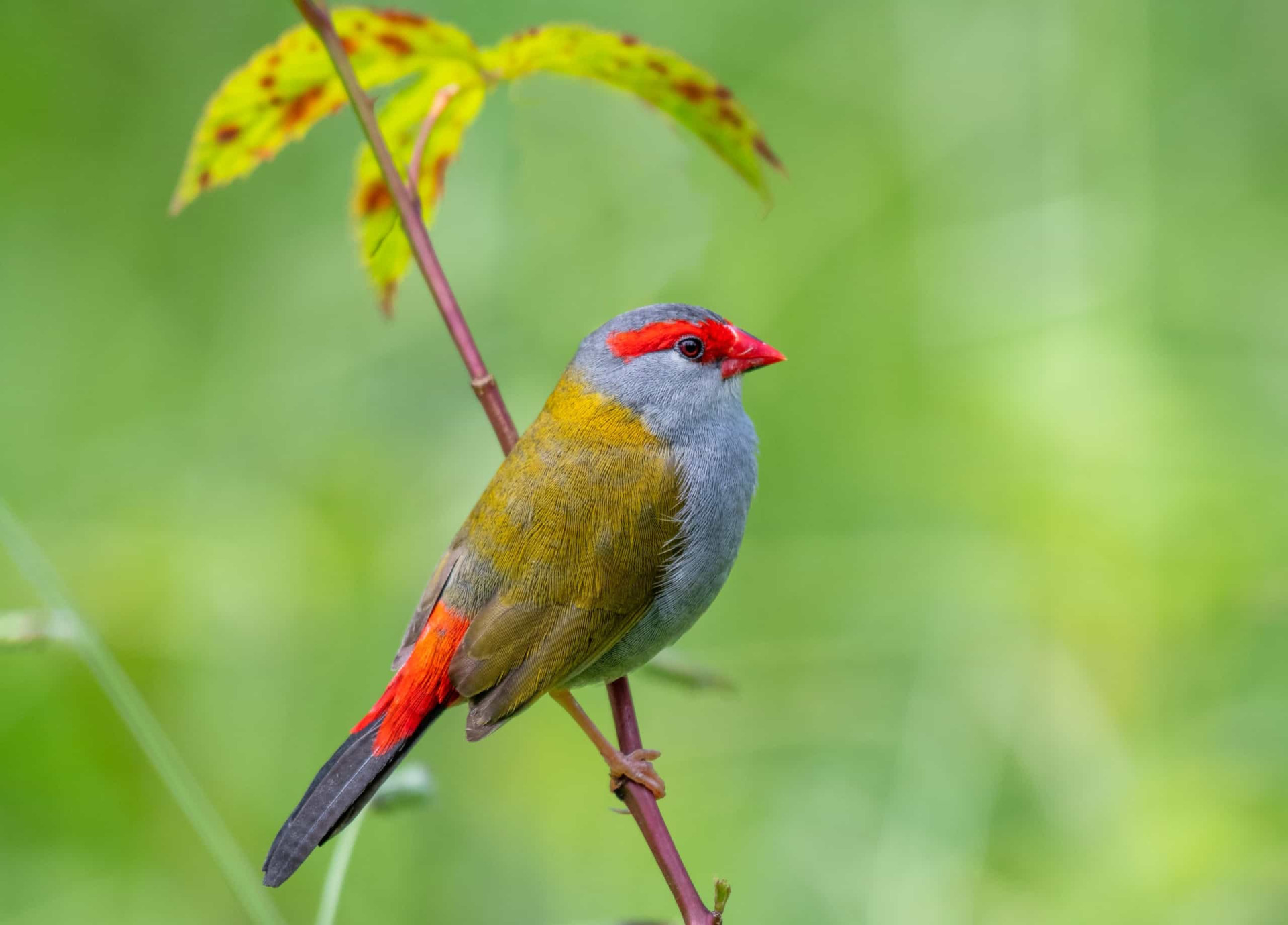 Birds with bold and brilliant eyebrows