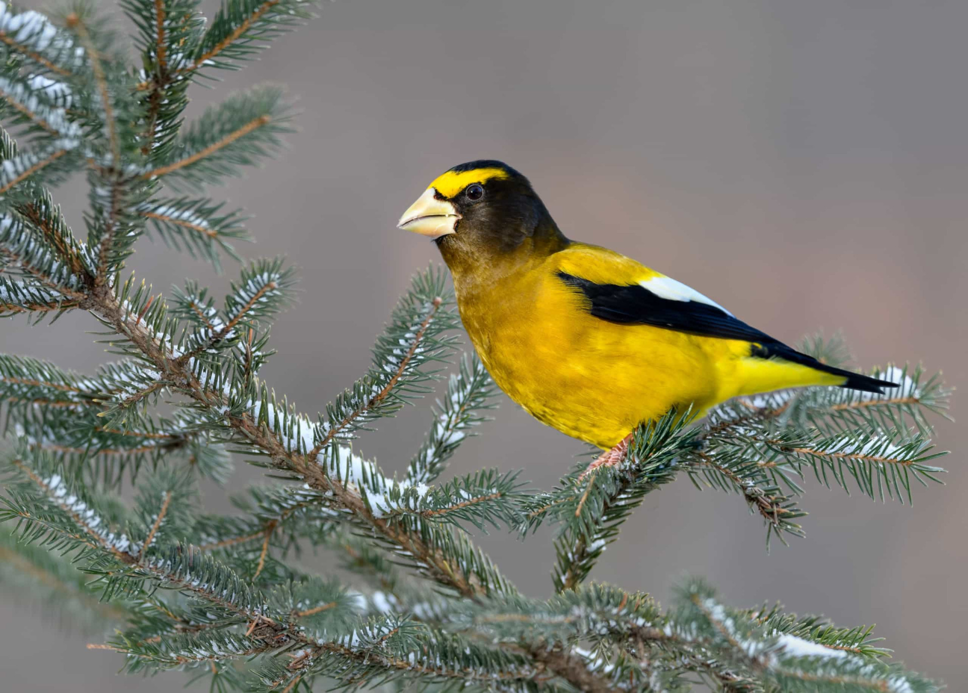 Birds with bold and brilliant eyebrows