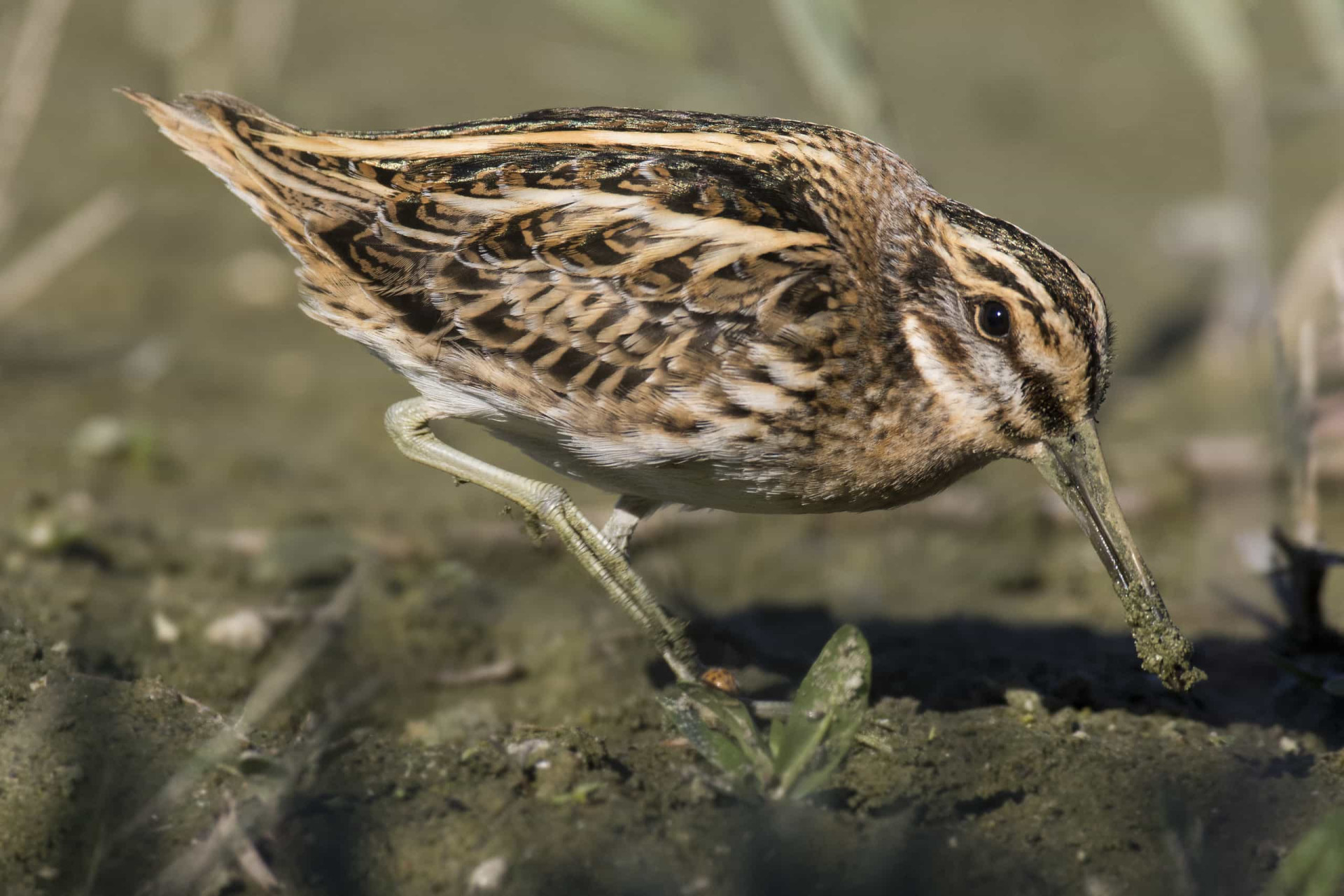 Birds with bold and brilliant eyebrows