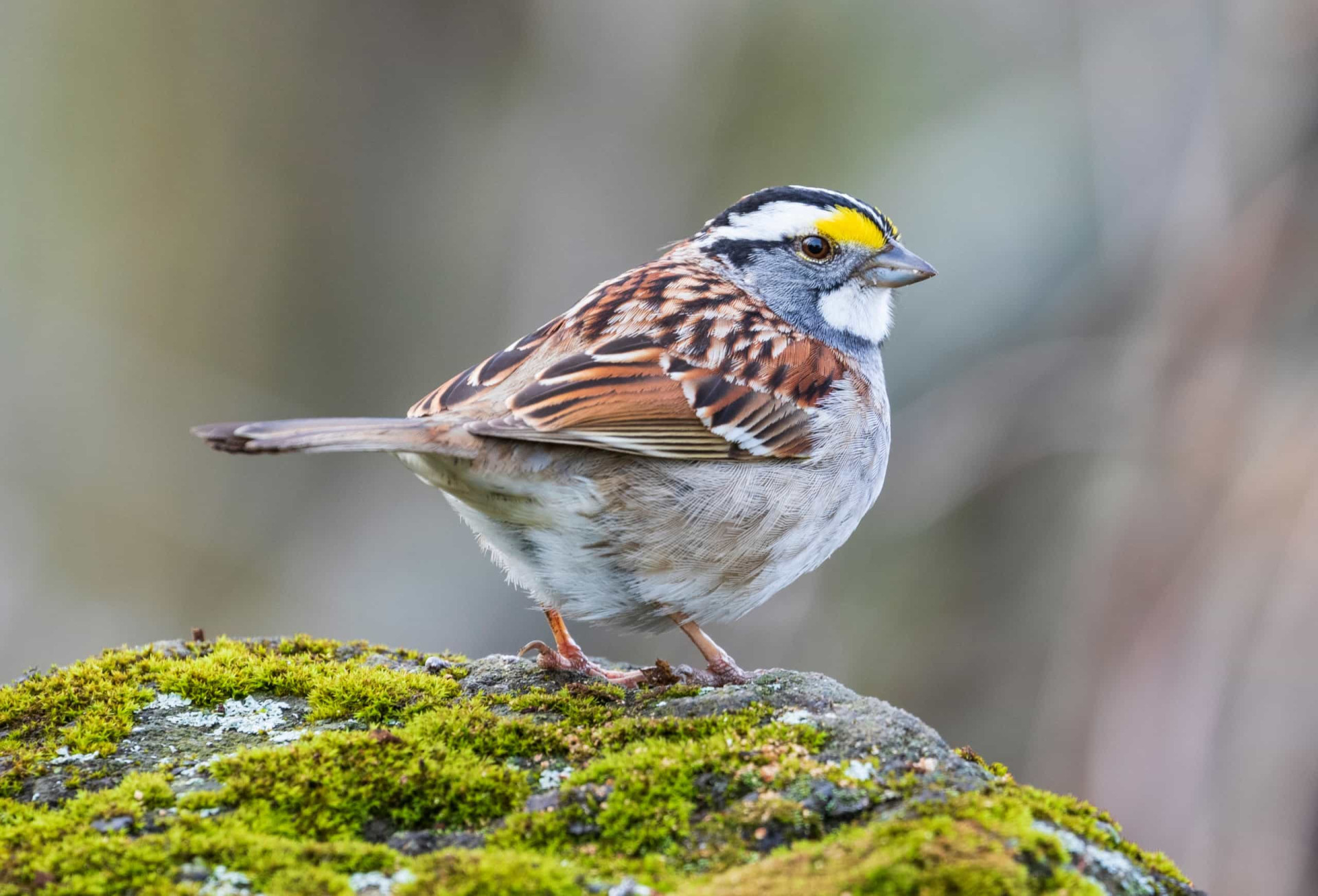 Birds with bold and brilliant eyebrows