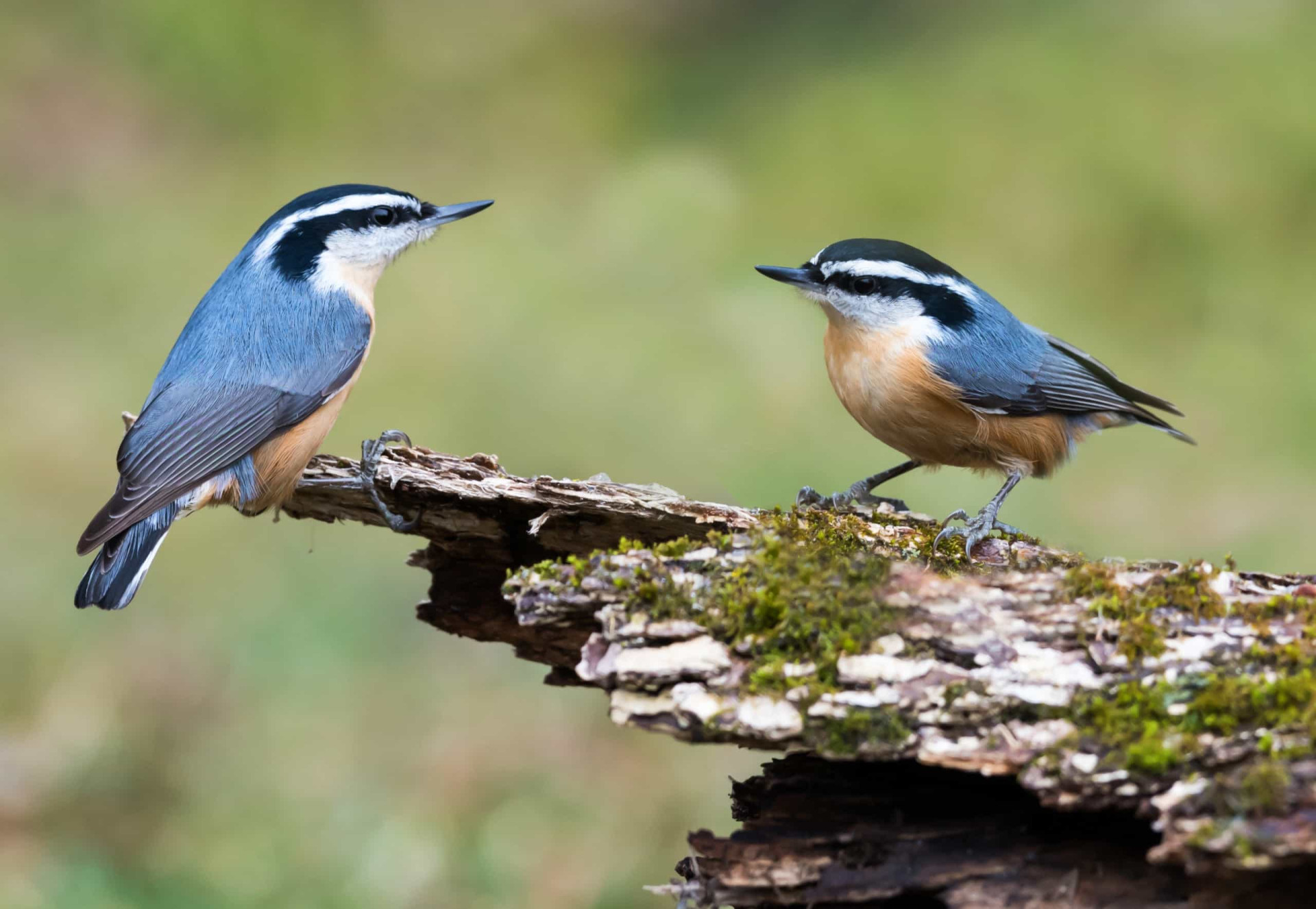 Birds with bold and brilliant eyebrows