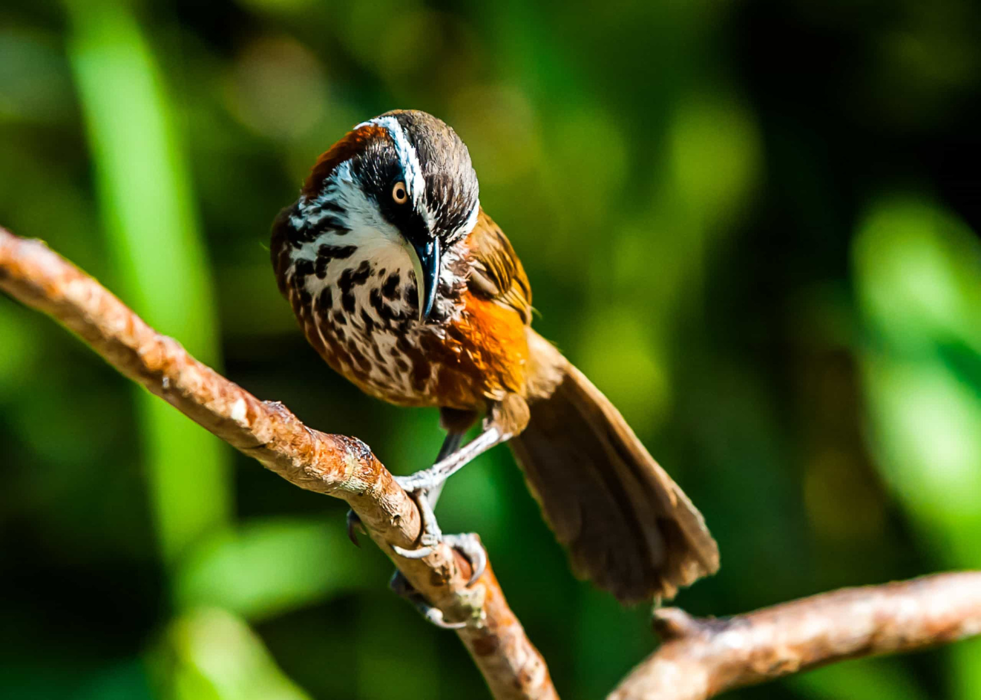 Birds with bold and brilliant eyebrows
