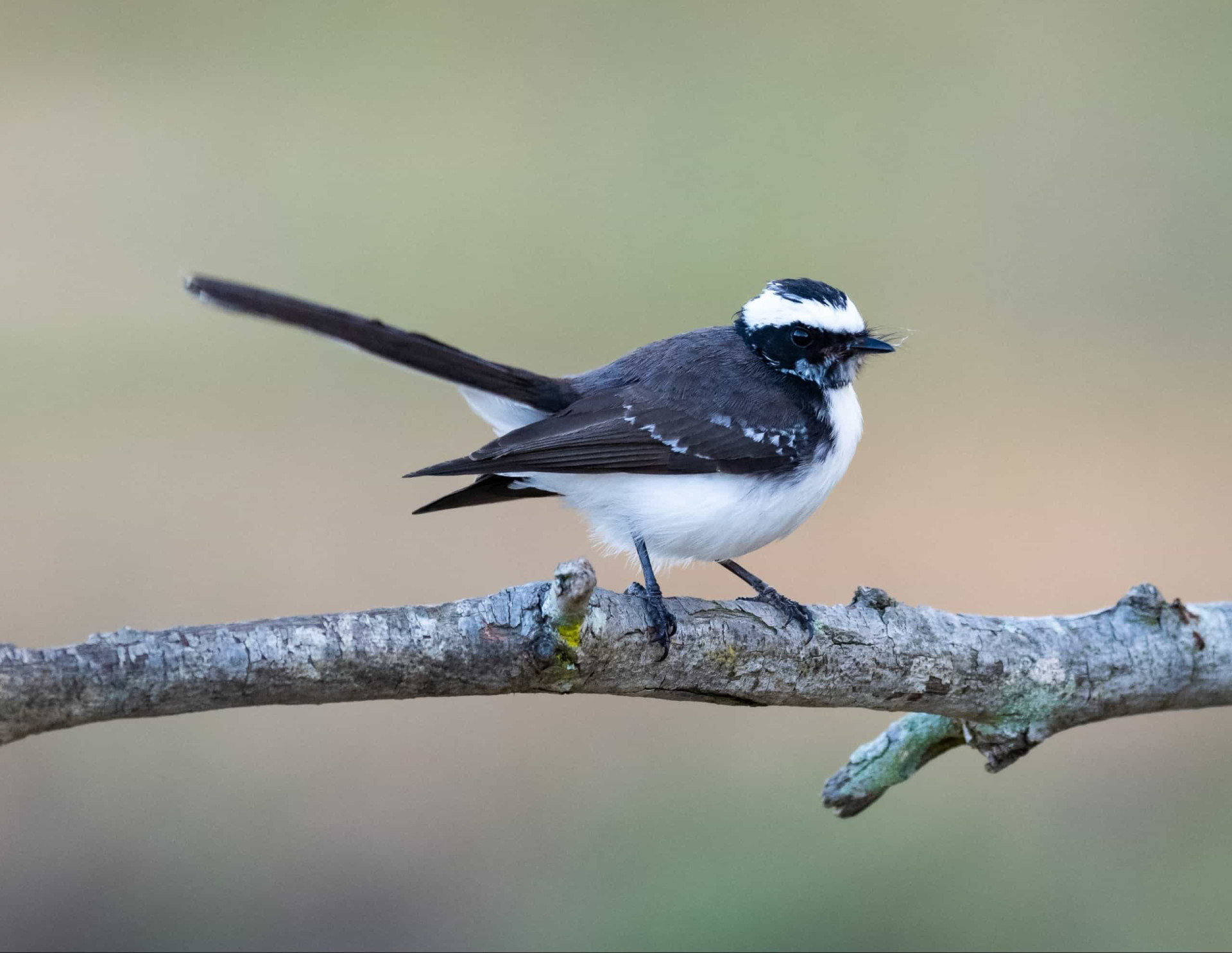 Birds with bold and brilliant eyebrows