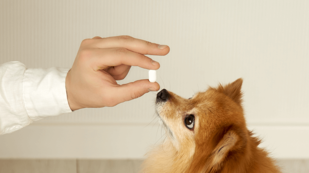 How can I get my dog to take a pill? Tips and tricks to try