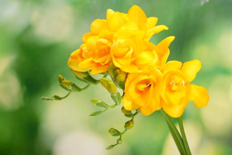 55 Cheerful Yellow Flowers to Brighten Your Garden (with Photos!)