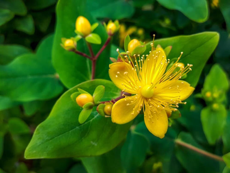 55 Cheerful Yellow Flowers to Brighten Your Garden (with Photos!)