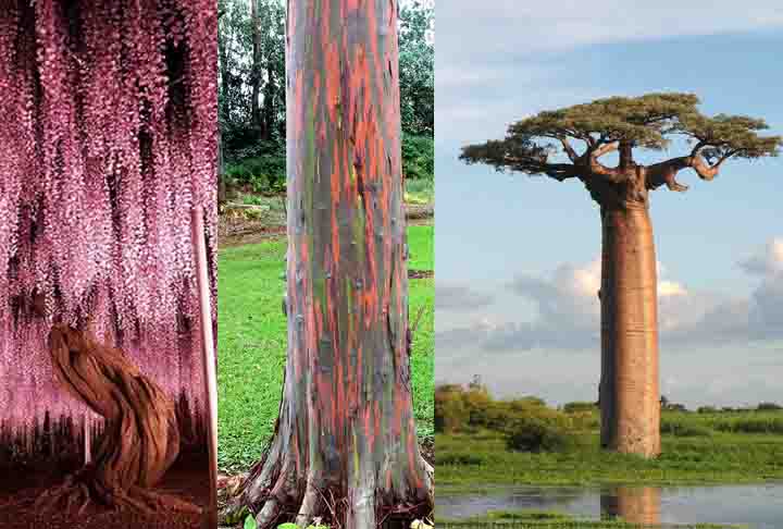 As árvores mais lindas do planeta e por que elas se destacam