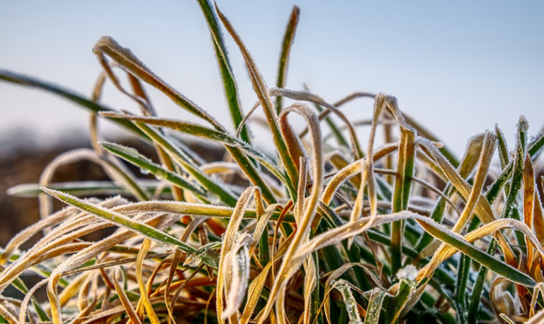 Here is how you can protect your plants from freezing temperatures
