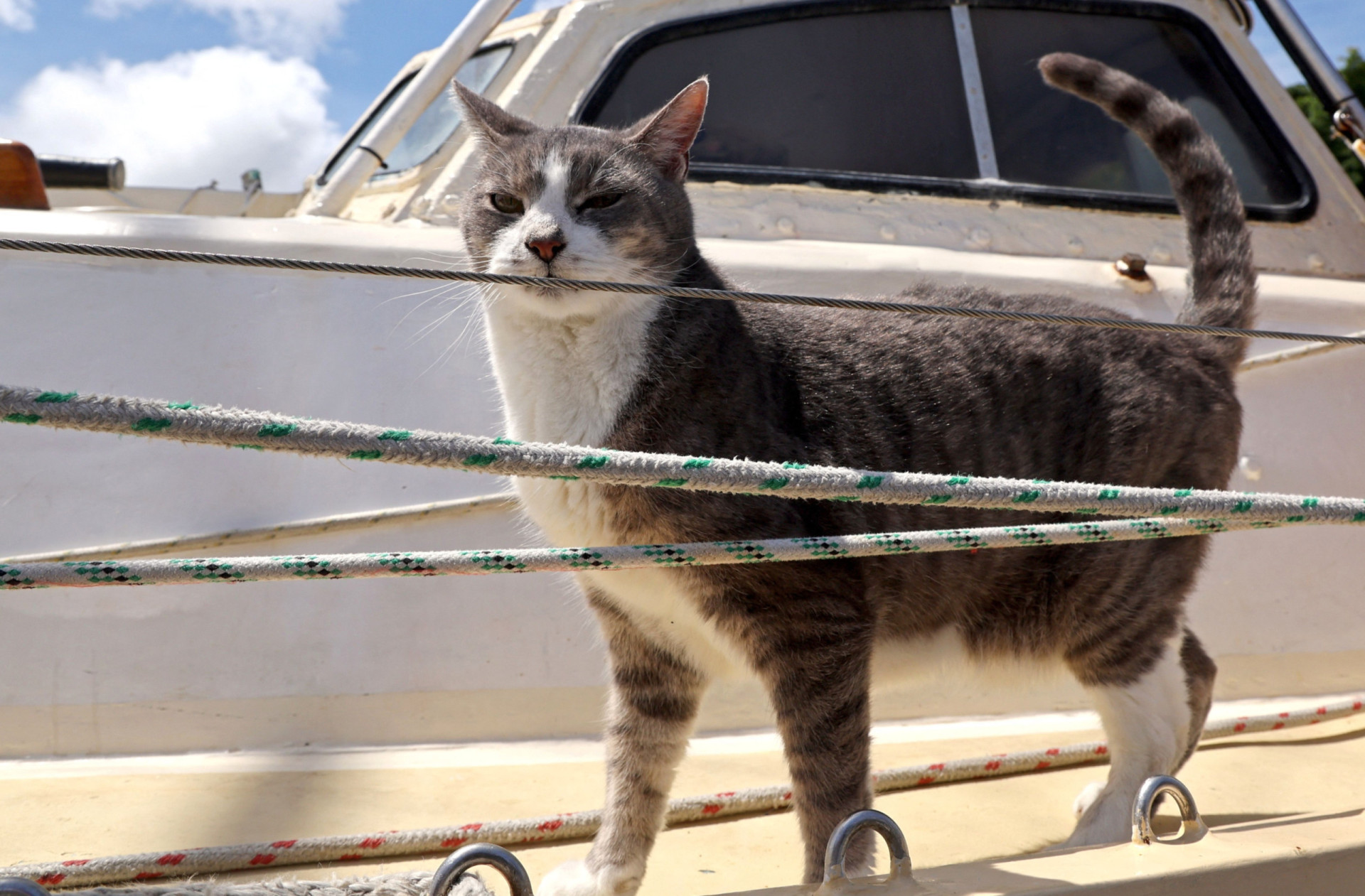 Ces chats sont les meilleurs amis des marins