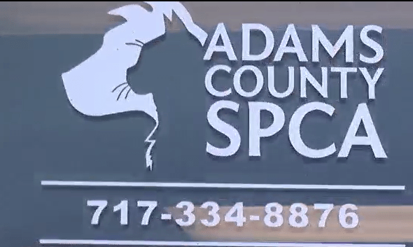 Adams County SPCA provides update on neglected chihuahuas
