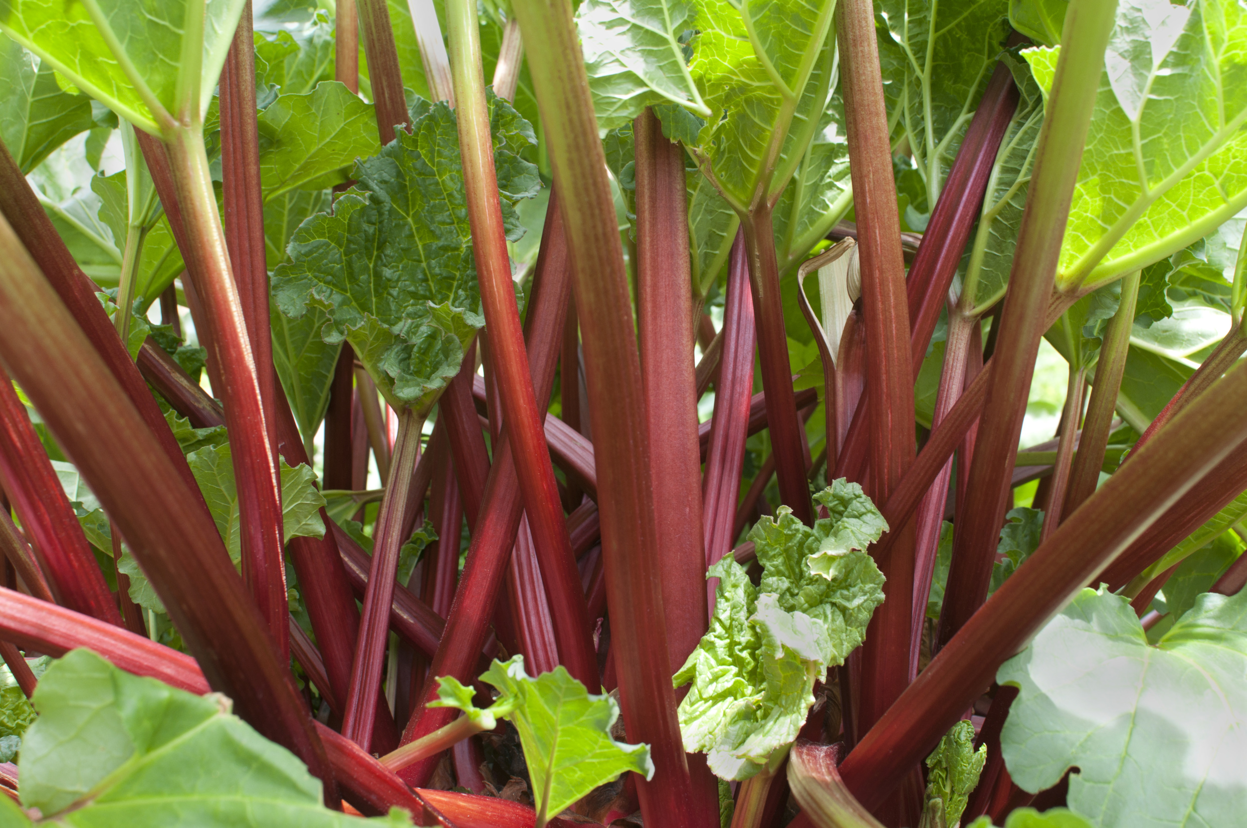 Did you know that these 20 foods are actually fruits?