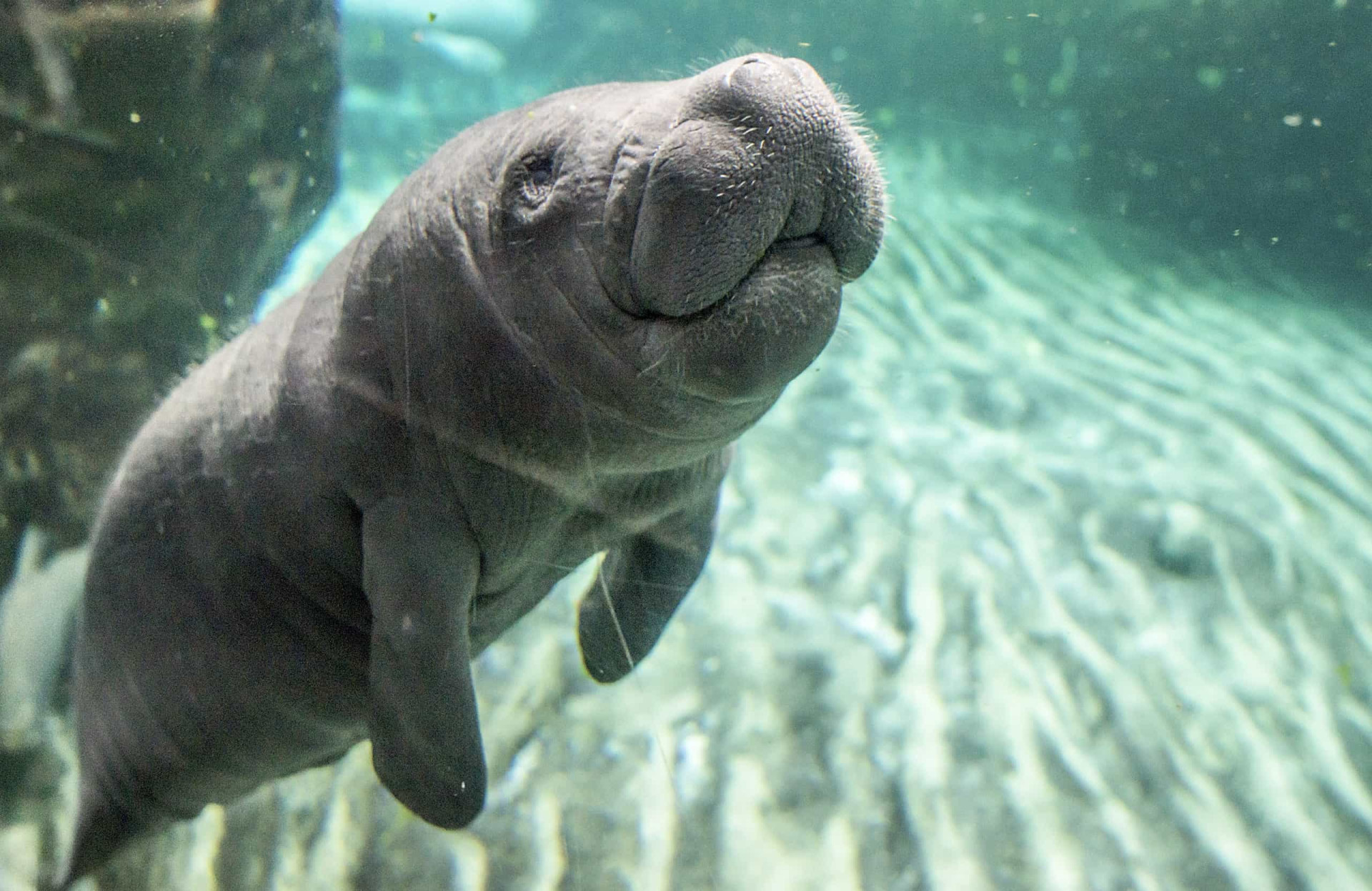 The astonishing world of the manatee