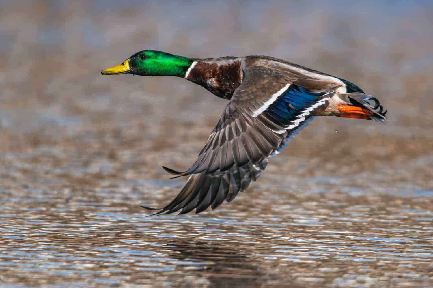 Find Out Which States Are the Favorites of Ducks