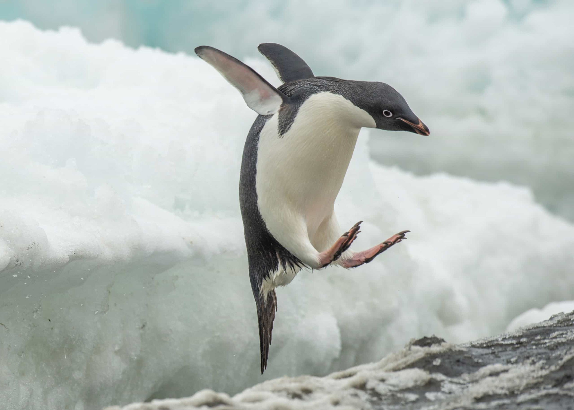 Precious penguin facts that will melt your heart