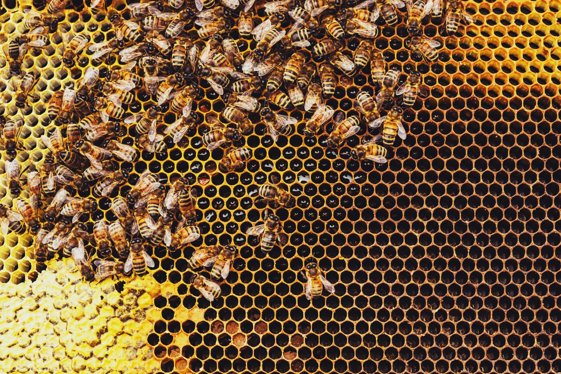 Trypophobia: why did Doja Cat's dress make people physically ill?