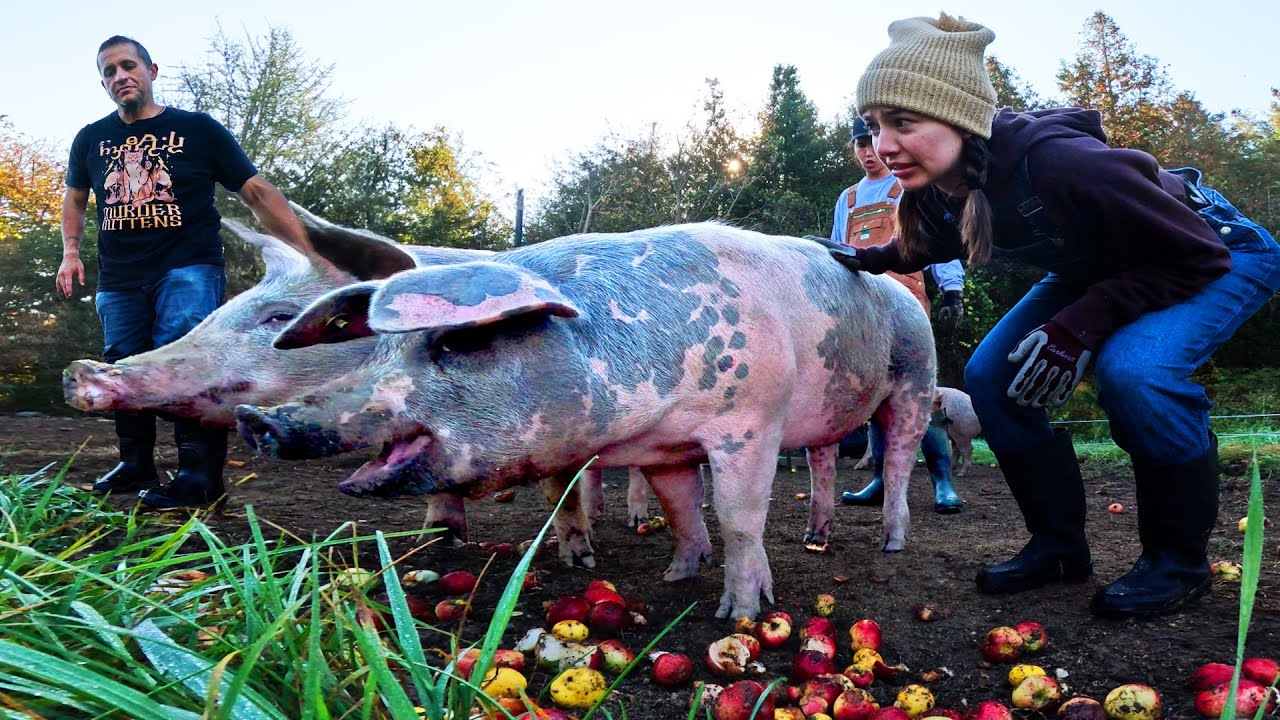 What city people discover when they move to a farm