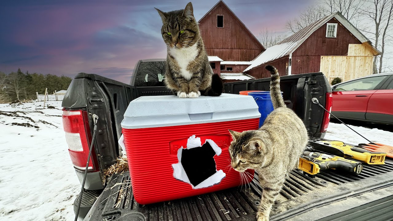 Building cat houses out of coolers for barn cats