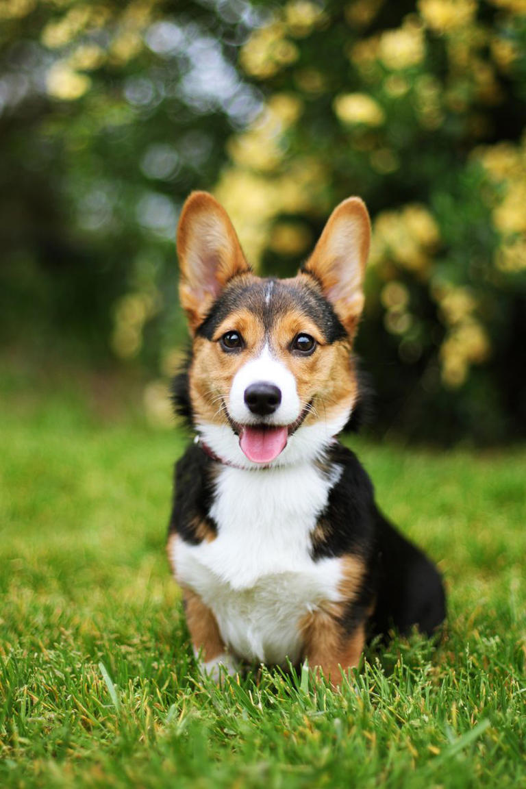 A Definitive Ranking of the 25 Cutest Dog Breeds